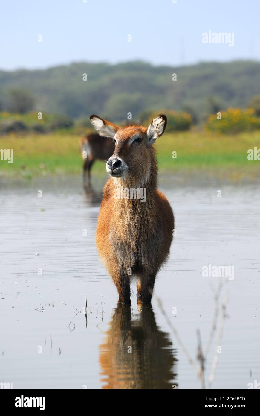 Female Waterbuck antelope on the Naivasha Lake Island, Kenya Stock ...
