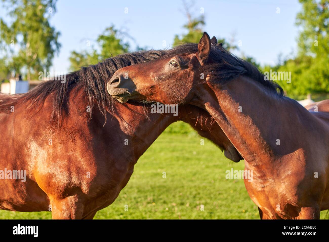Two Horses Hugging