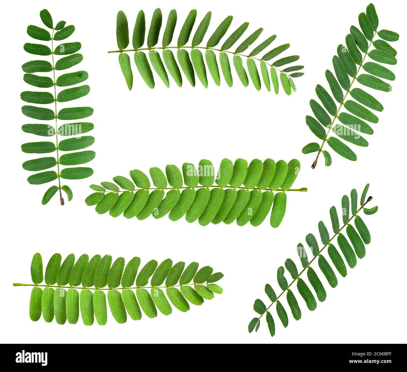 set Tamarind leaf isolated on white background Stock Photo - Alamy