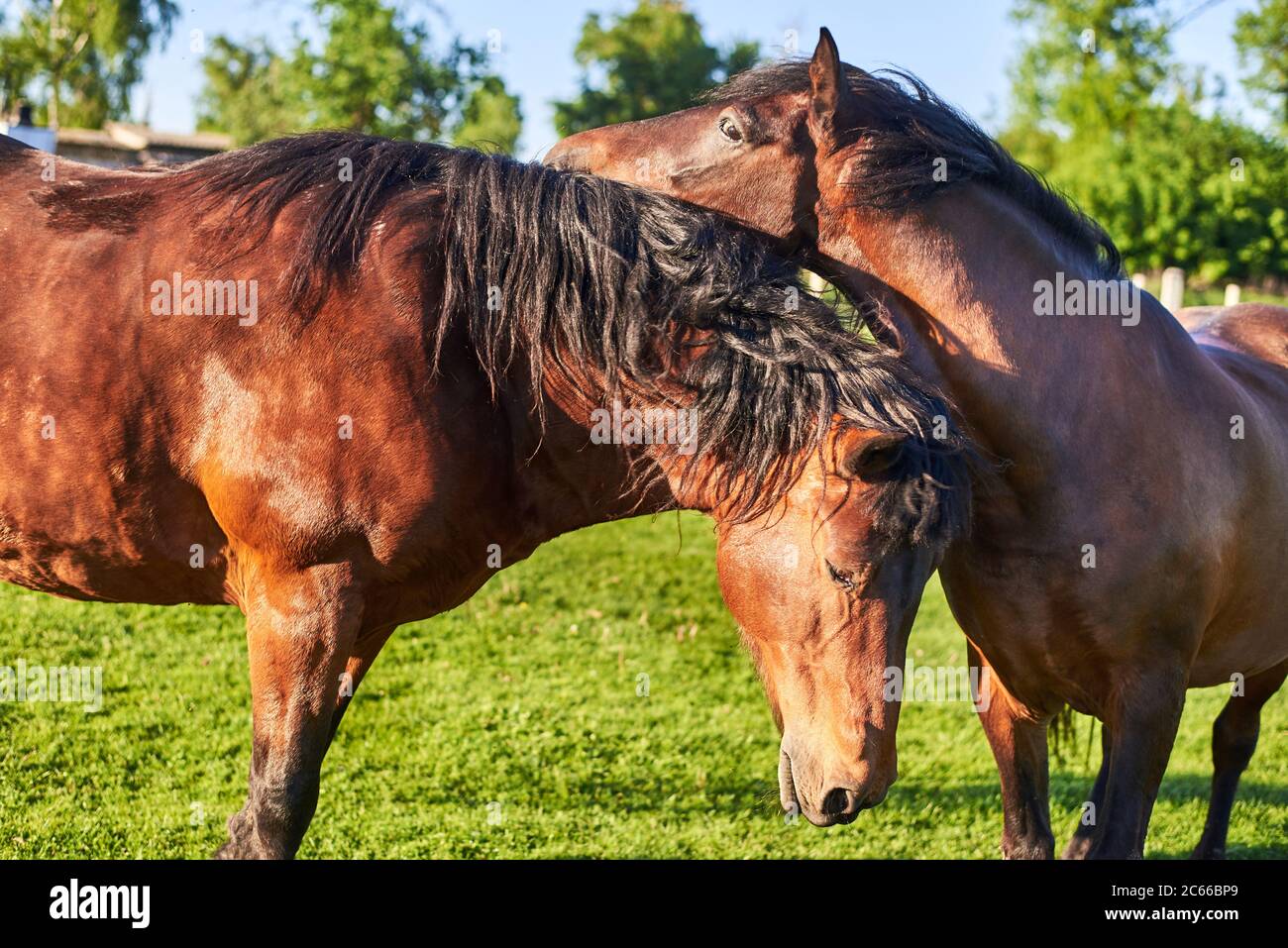 Two adult beautiful brown horses hugging each other in a green meadow ...