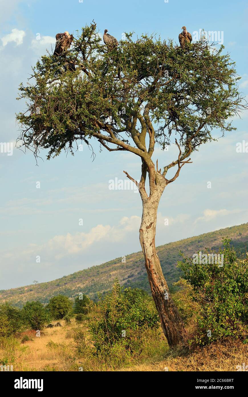 White-backed vultures (Gyps africanus) sitting on a tall acacia tree in ...