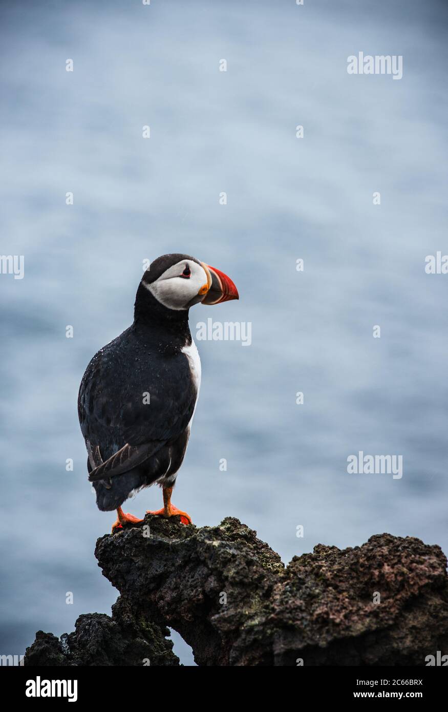 atlantic puffin or common puffin on the coast, Vestmannaeyjar, Heimaey ...