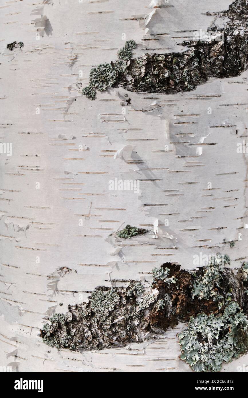 Birch bark texture natural background paper close-up. Birch tree wood ... Birch bark texture natural background paper close-up. Birch tree wood ...