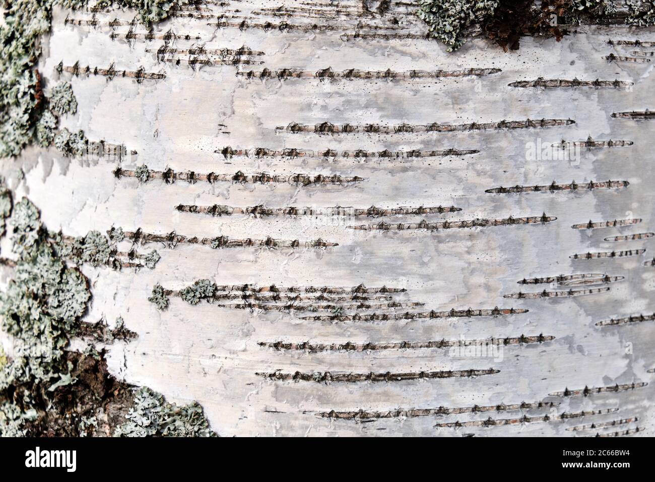 Birch bark texture natural background paper close-up. Birch tree wood ... Birch bark texture natural background paper close-up. Birch tree wood ...