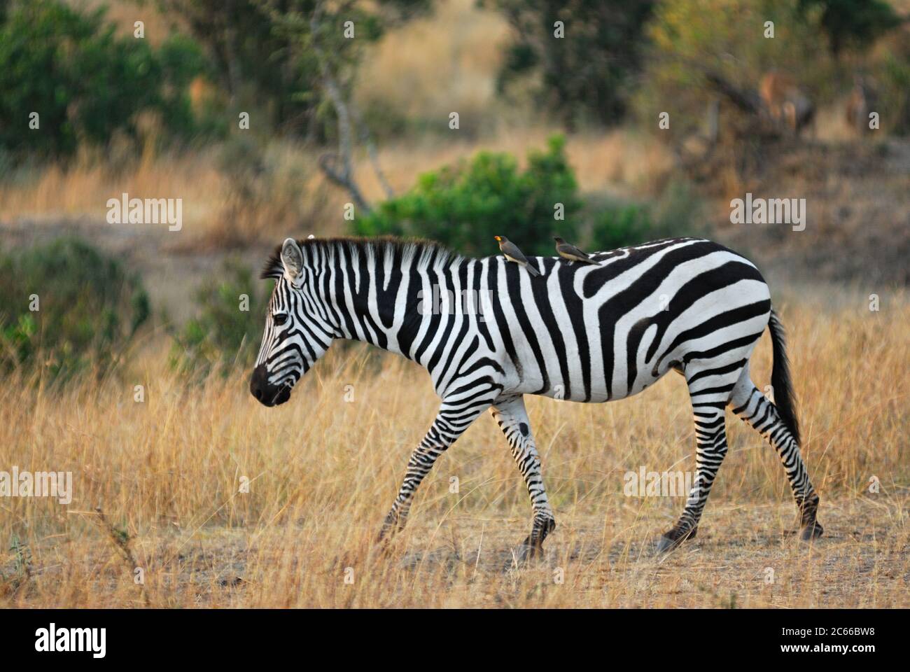 Zebra with birds on her back, Masai Mara, Kenya Stock Photo - Alamy