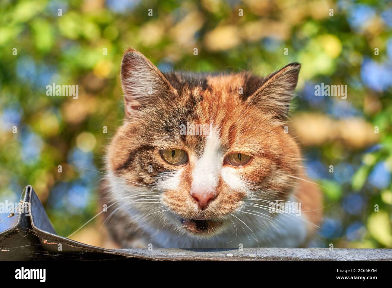 Portrait of a sad cute homeless cat sitting on the roof against the ...
