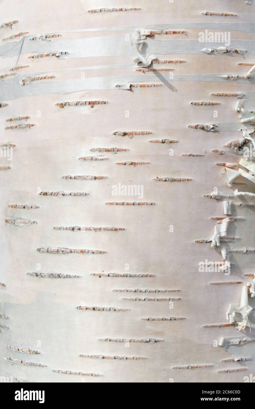 Birch bark texture natural background paper close-up. Birch tree wood ...