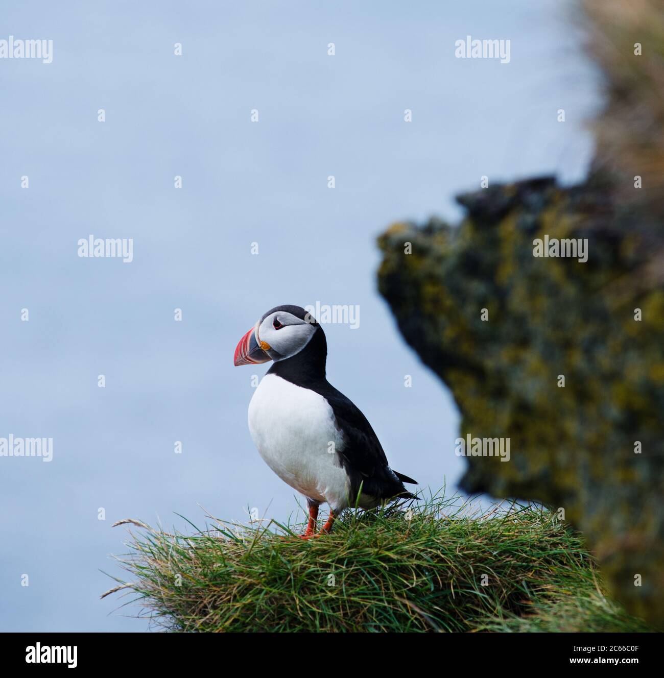 atlantic puffin or common puffin on the coast, Vestmannaeyjar, Heimaey ...