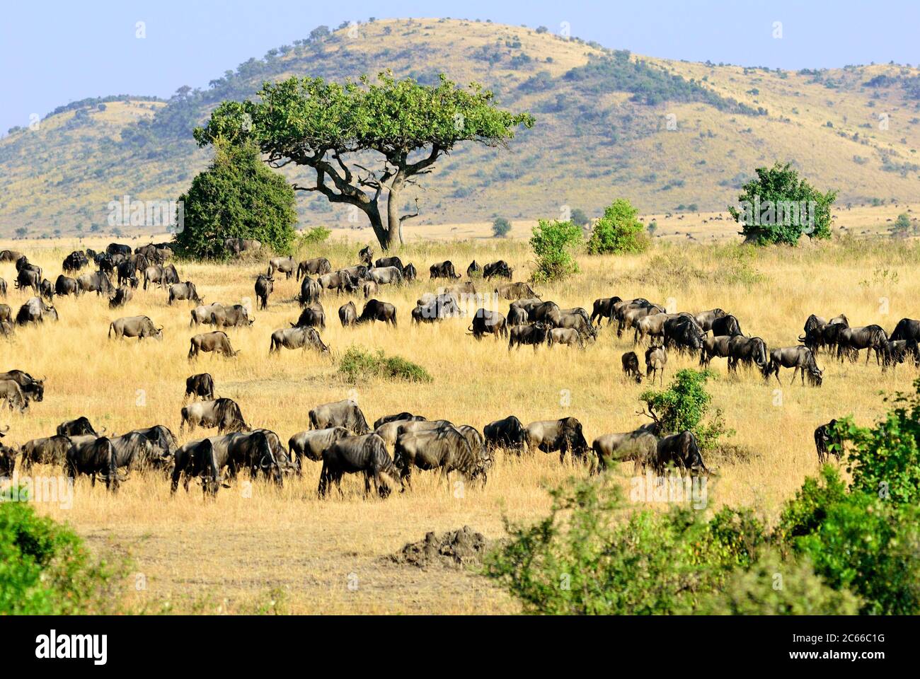 Beautiful african landscape in Masai Mara, Kenya at sunset time. Big ...