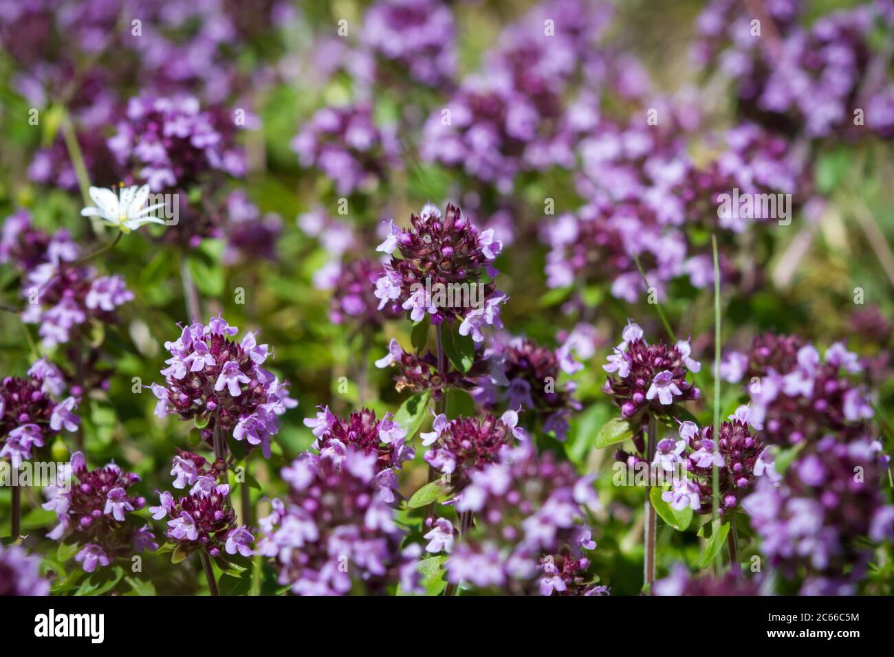 Purple field flowers Stock Photo - Alamy