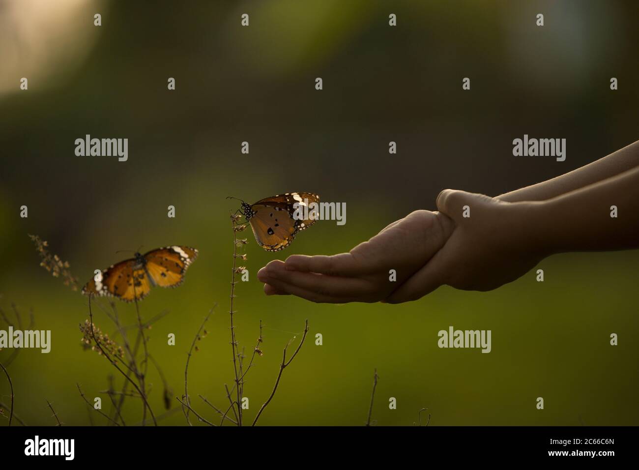 Kid touching butterfly hi-res stock photography and images - Alamy