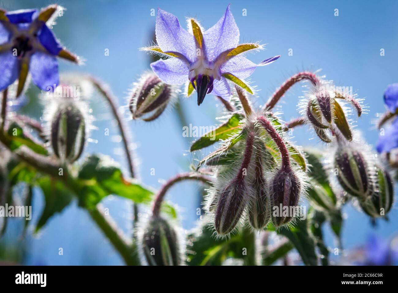 Borretsch hi-res stock photography and images - Alamy