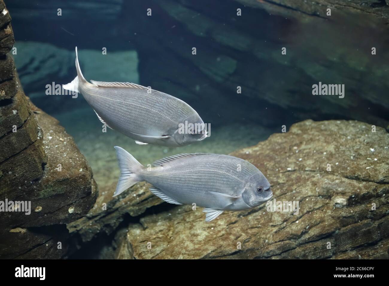 Warm water fish hi-res stock photography and images - Alamy