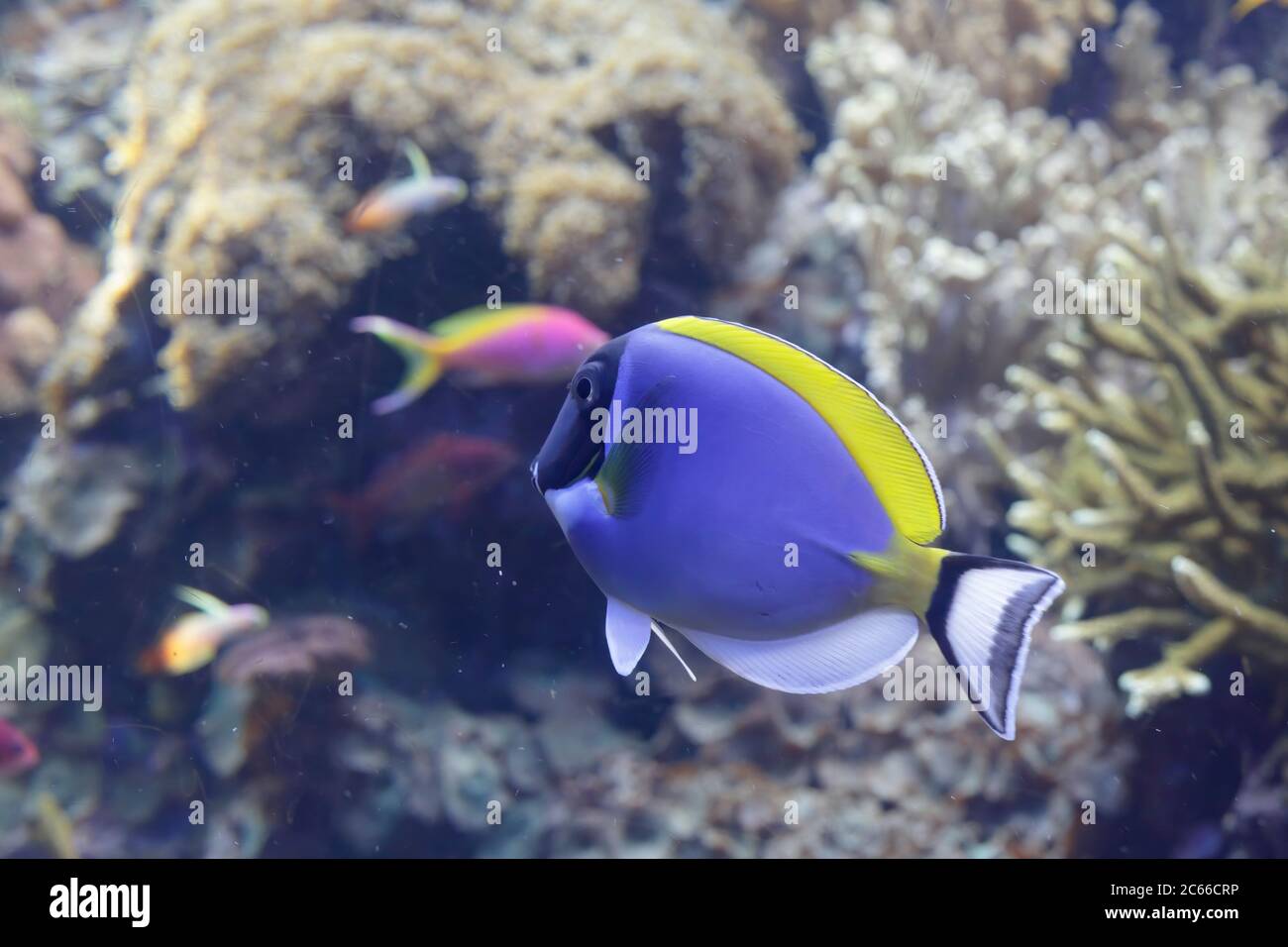Bluetang hi-res stock photography and images - Alamy