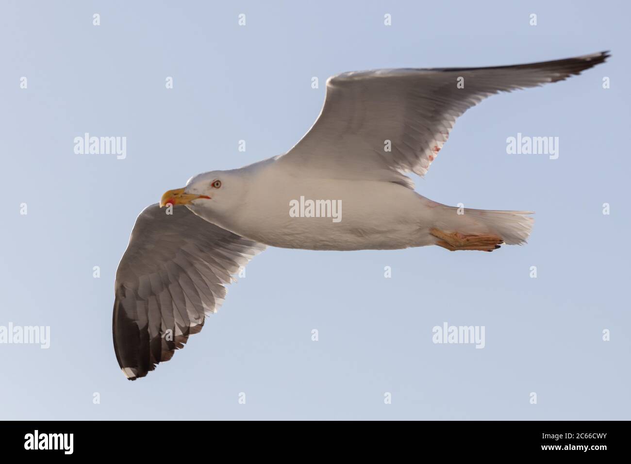 Seagull flying in blue background Stock Photo - Alamy