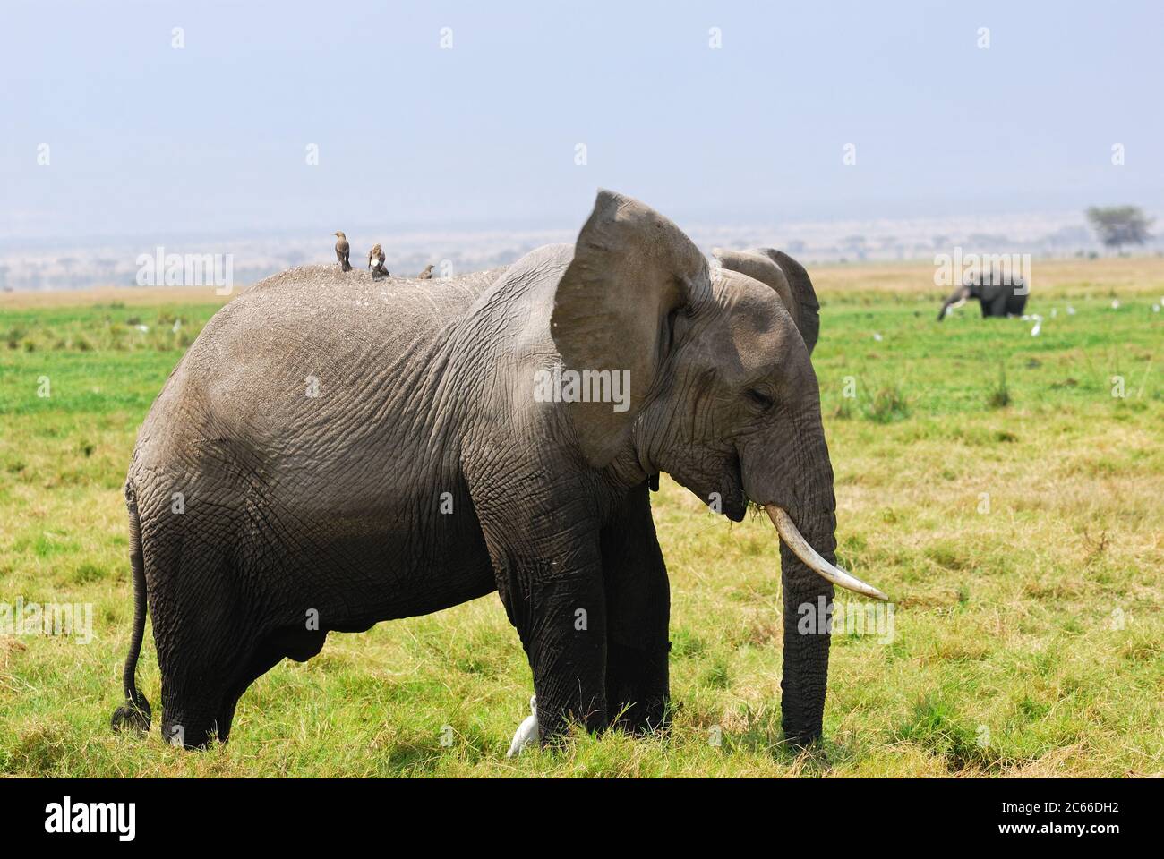 Adult African elephant in the swamp Stock Photo - Alamy