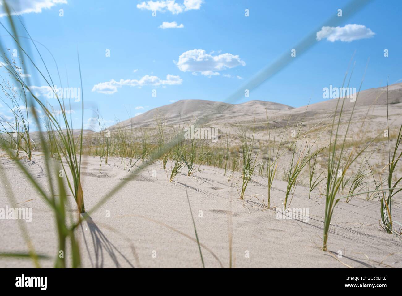 California desert grass hi-res stock photography and images - Alamy
