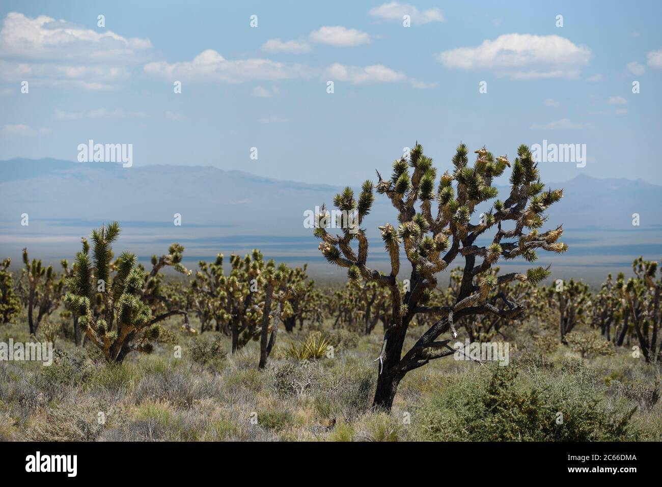 Landscape and vegetation in the Mojave Desert, California, USA Stock ...