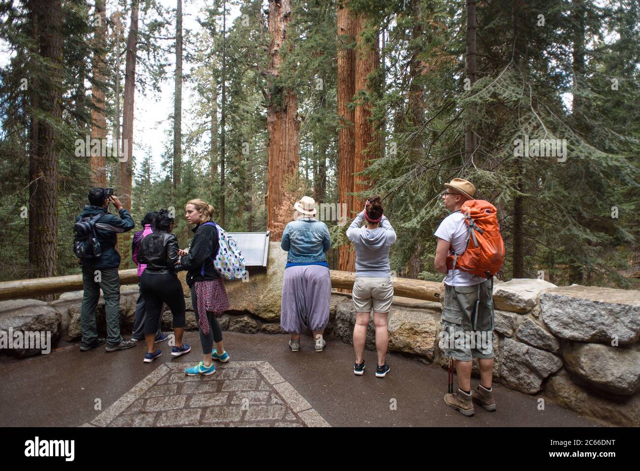 Sequoia road hi-res stock photography and images - Alamy