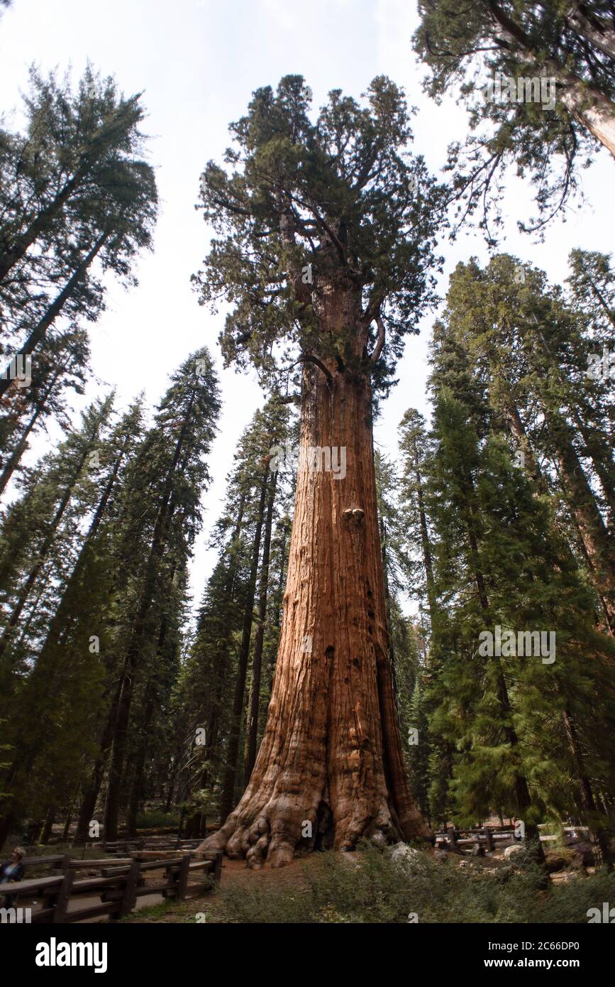 Large trees in sequoia national park usa united states of hi-res stock ...