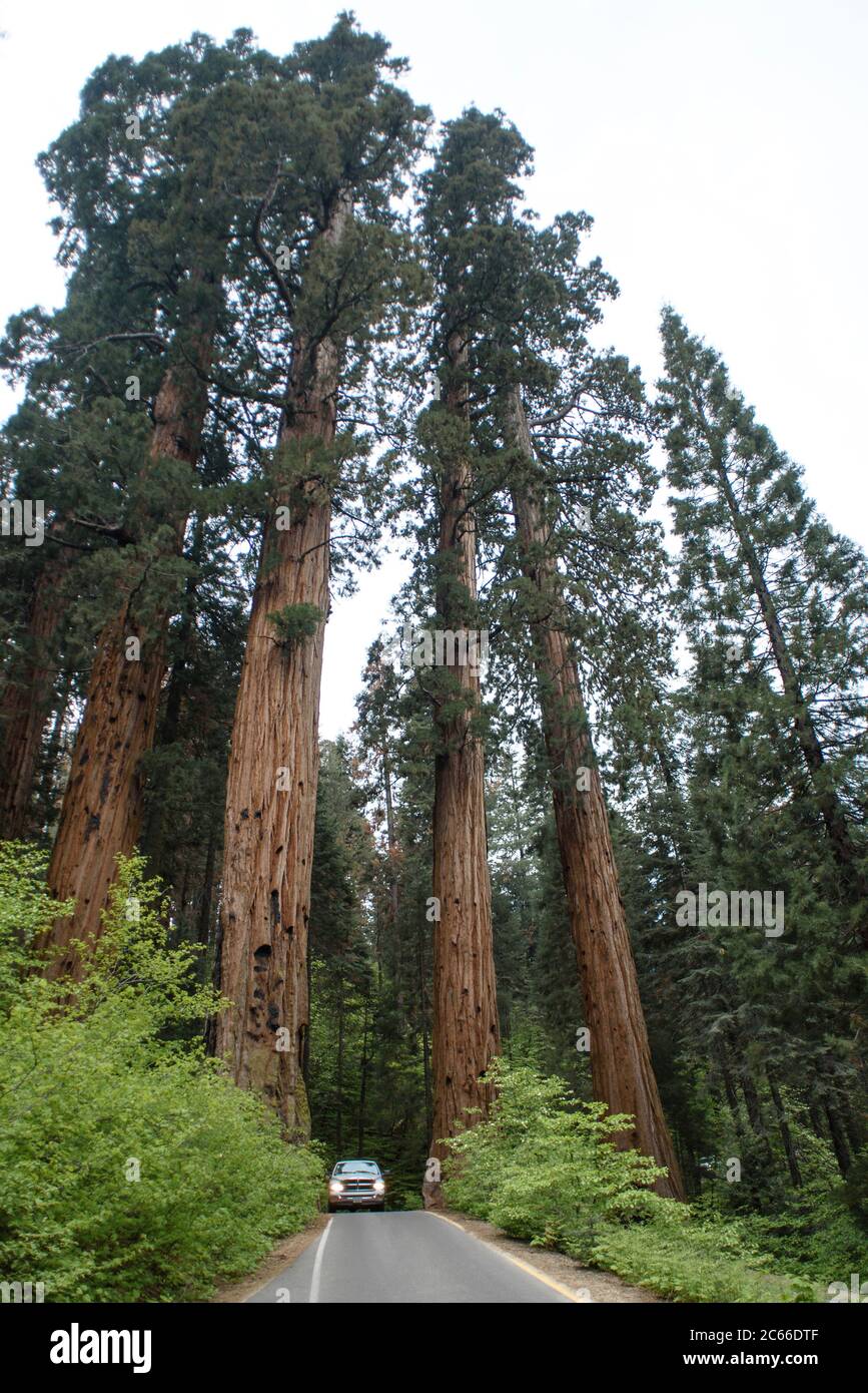 Sequoia street hi-res stock photography and images - Alamy
