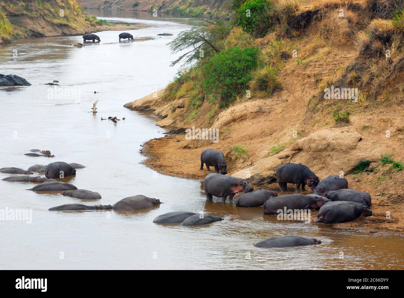 Hippo school at Mara river, Masai Mara, Kenya Stock Photo - Alamy