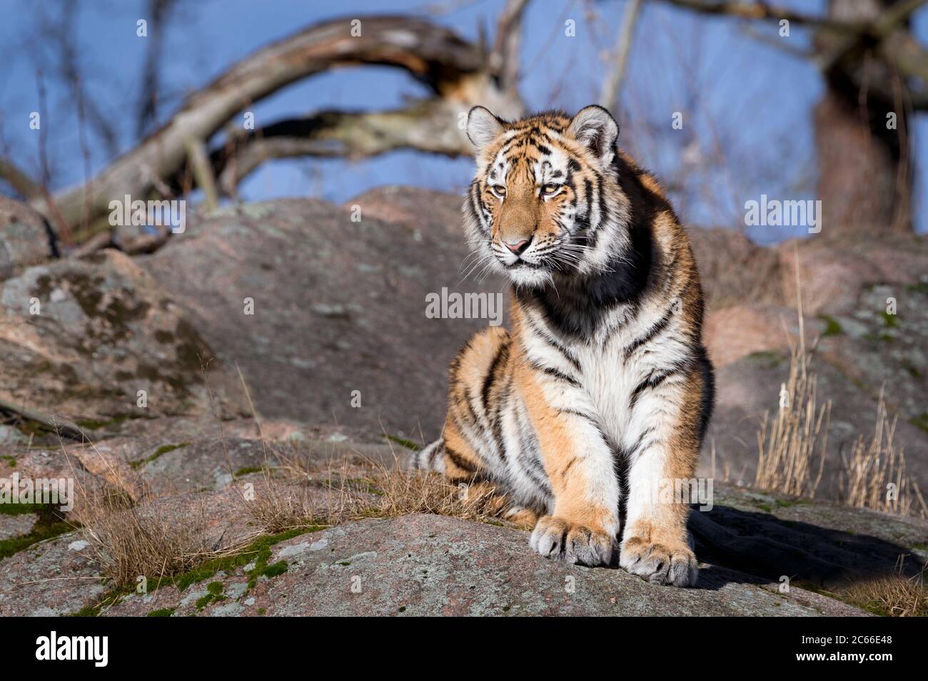 Female tiger face hi-res stock photography and images - Alamy