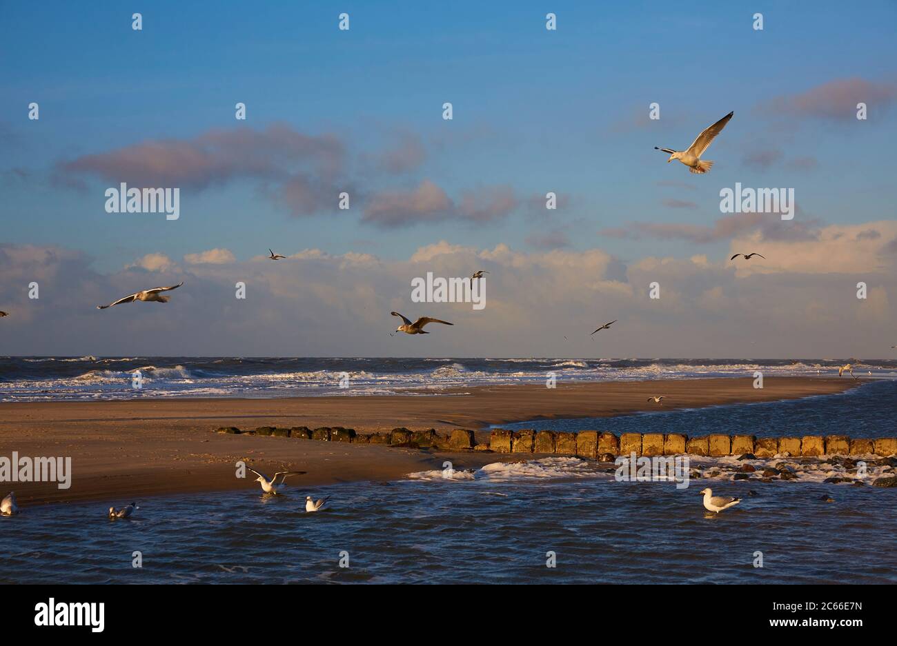 Germany, Sylt, Westerland, beach, winter mood, seagulls, North Sea ...