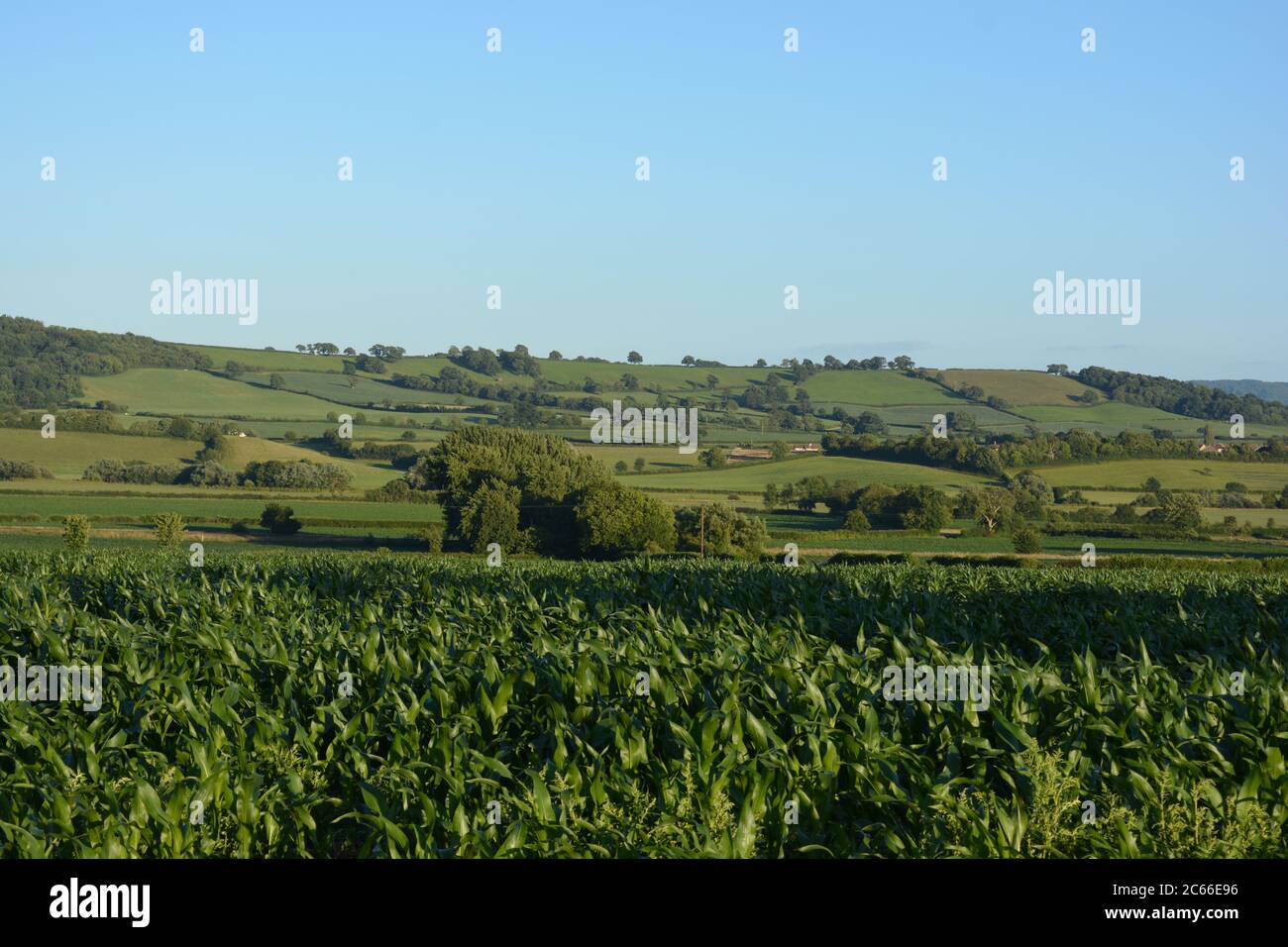 Agricural landscape with a field of corn and green rolling rolls ...