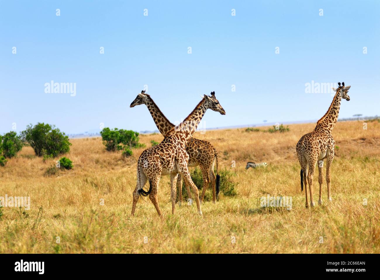 Group giraffe masai race hi-res stock photography and images - Alamy