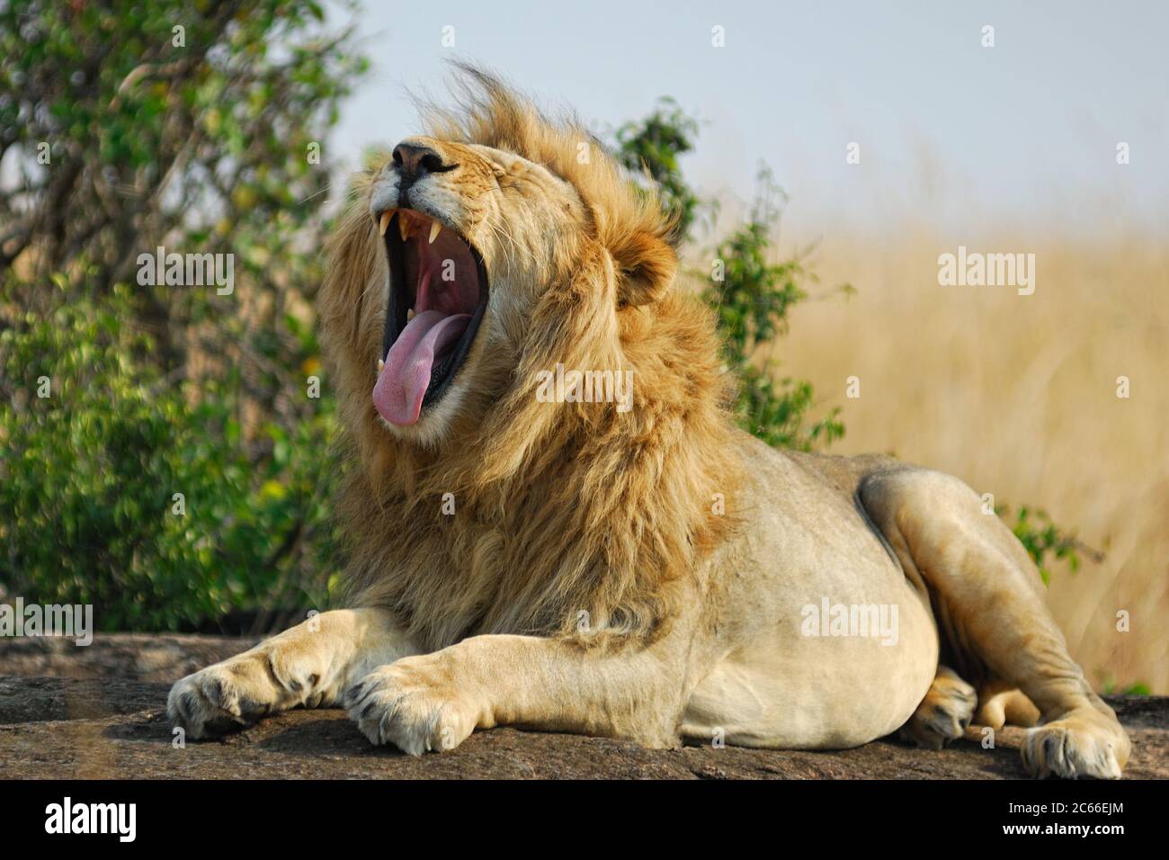Lion gape hi-res stock photography and images - Alamy