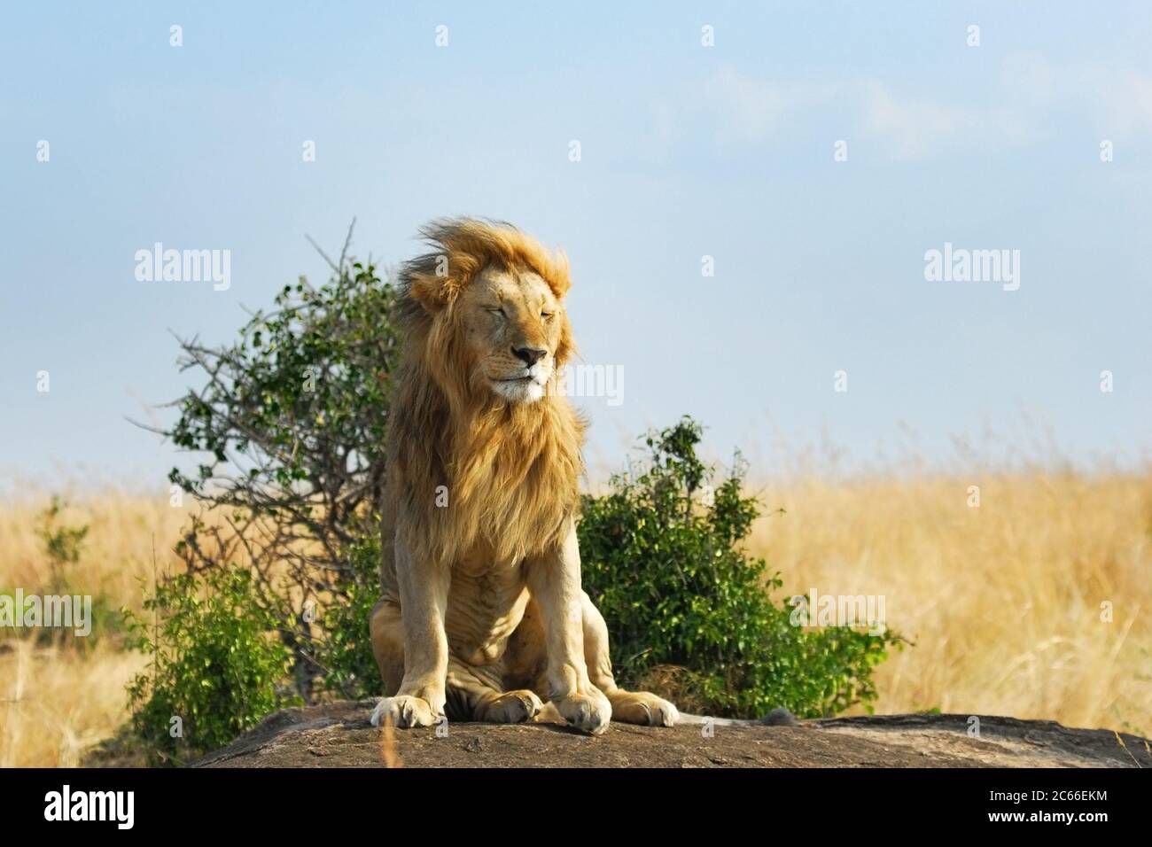 Lonely Lion High Resolution Stock Photography and Images - Alamy