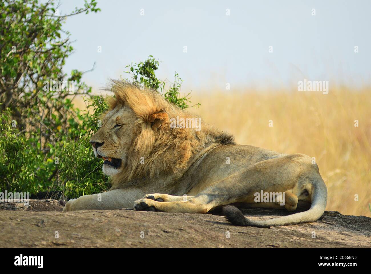 Lonely lion hi-res stock photography and images - Alamy