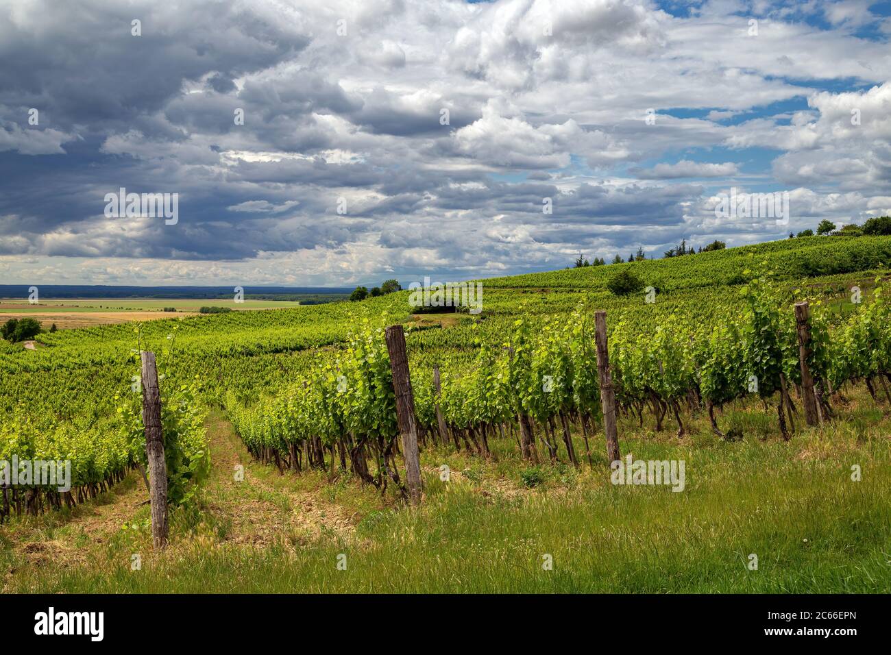 Tokaji hi-res stock photography and images - Alamy