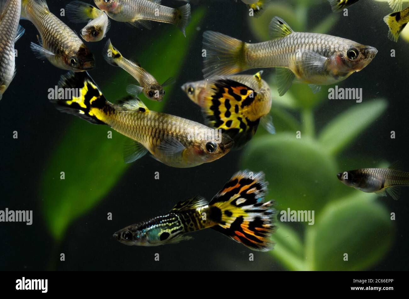 Guppy Multi Colored Fish in a Tropical Acquarium Stock Photo - Alamy