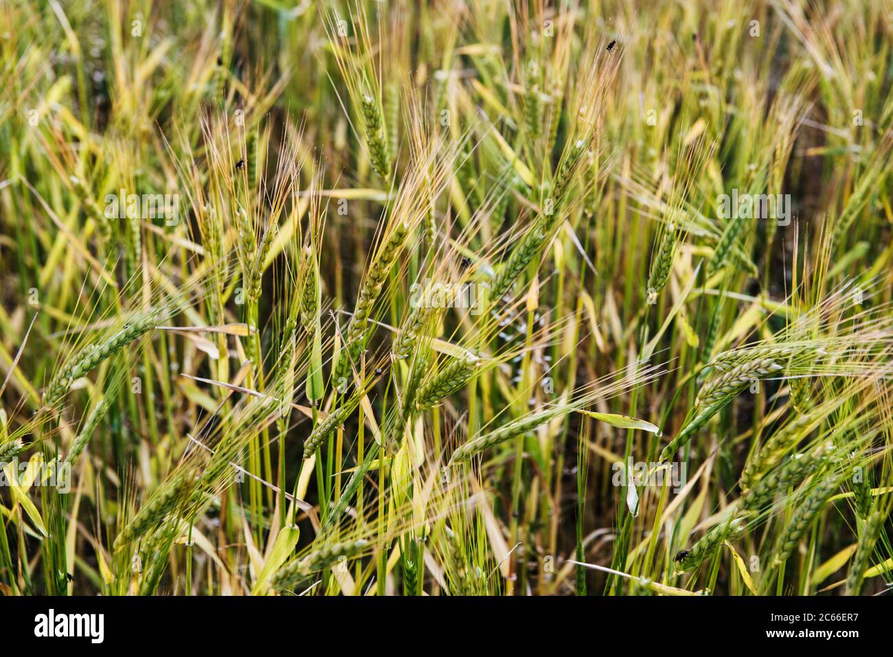 green grass background, Raudisandur, Rauðasandur beach in the Western ...