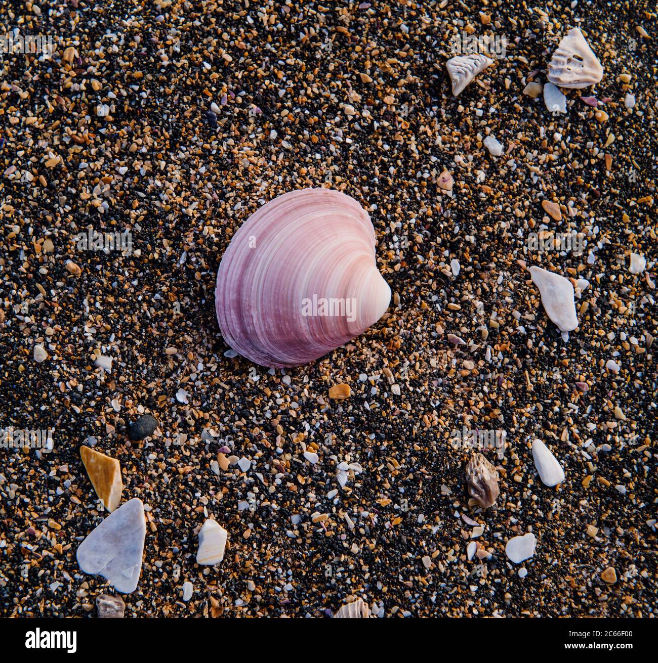 shells on the beach, Raudisandur, Rauðasandur beach in the Western ...