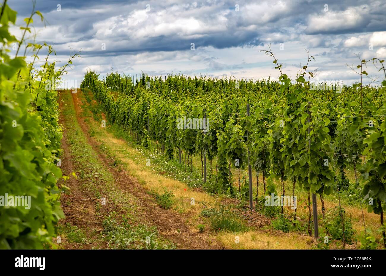 Tokaj landscape with vineyard, Hungary.Tokaj Wine Region Historic ...