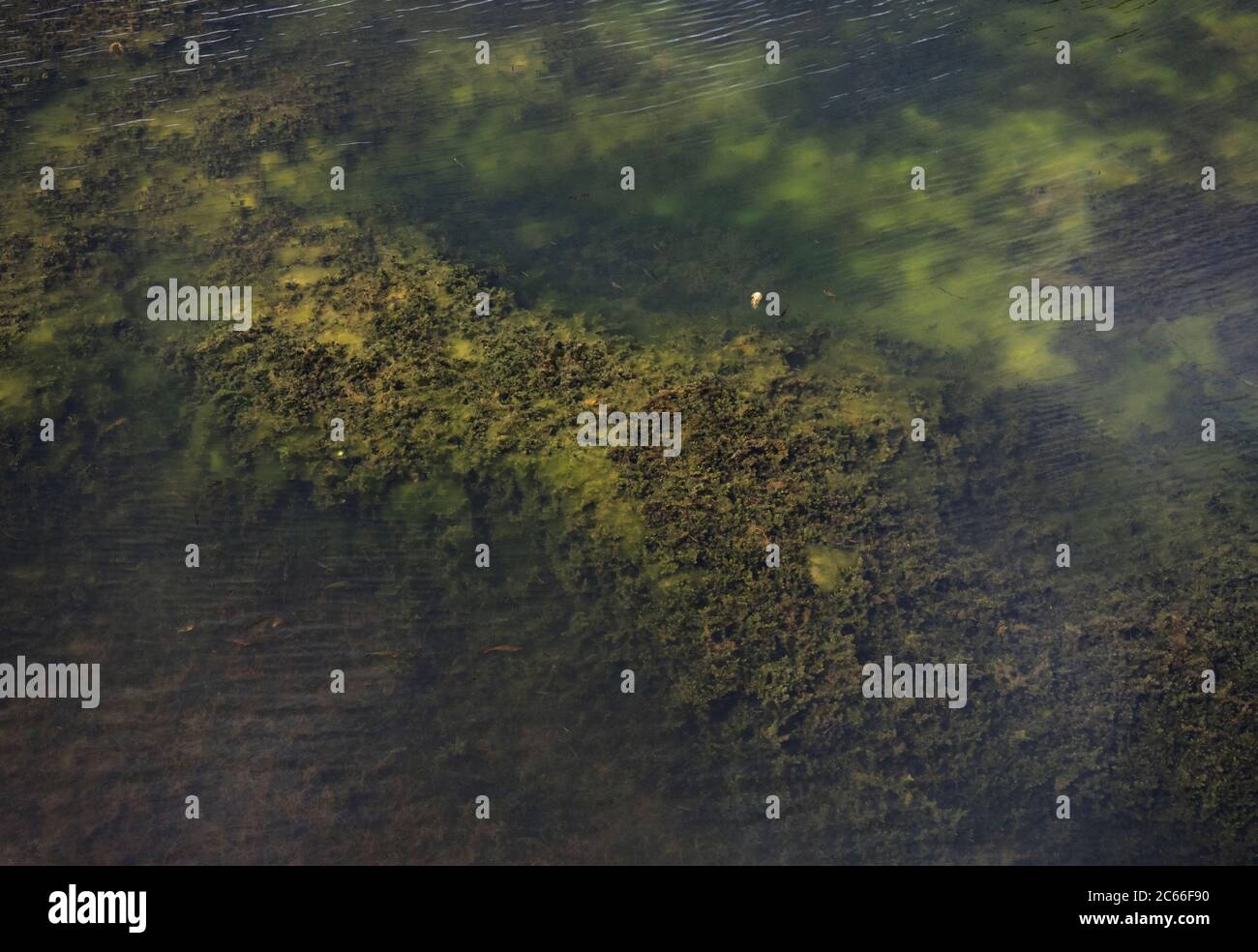 Berlin, Germany. 07th July, 2020. Algae can be seen in a pond in ...