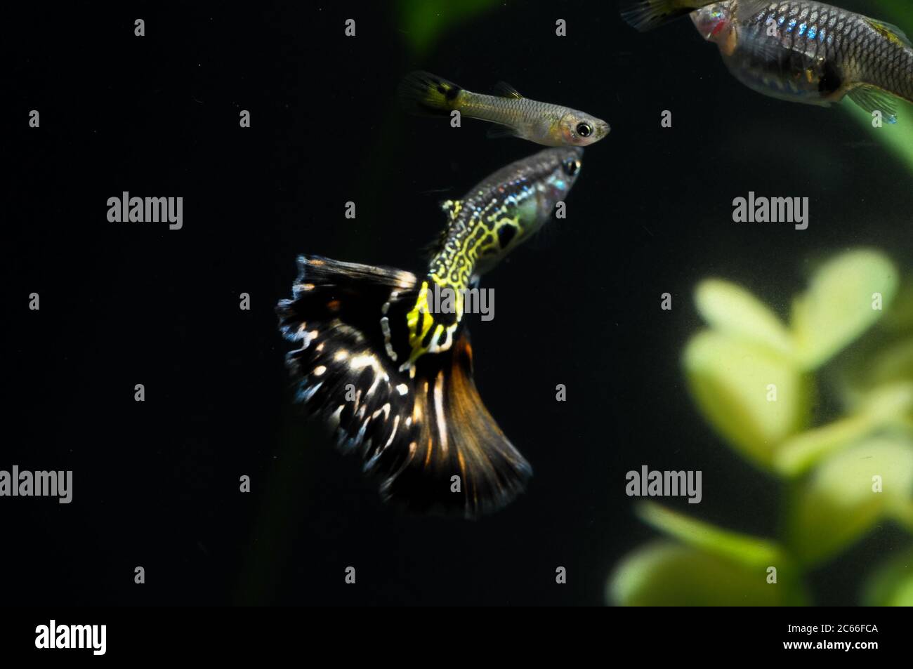 Guppy Multi Colored Fish in a Tropical Acquarium Stock Photo - Alamy
