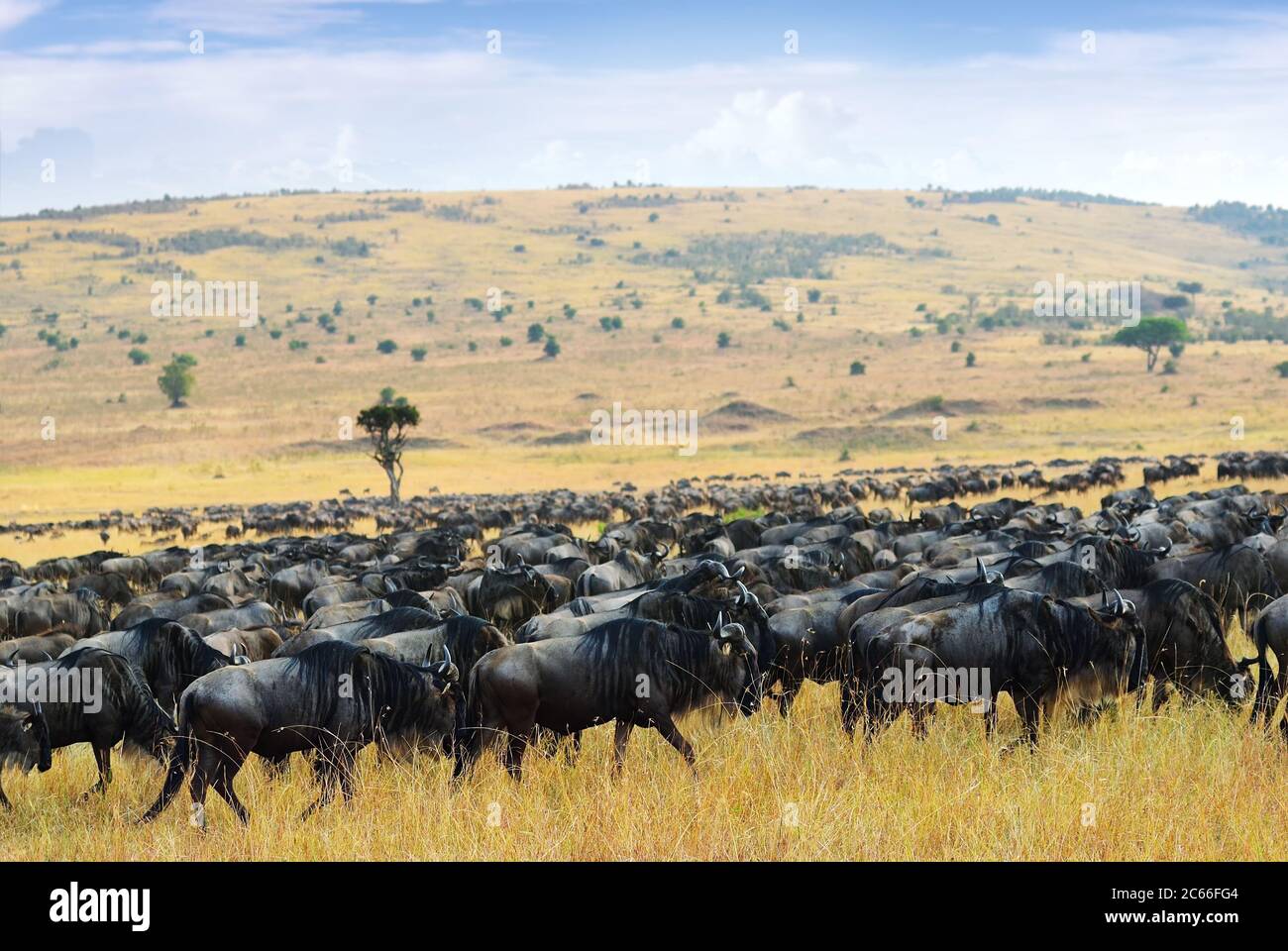 Wildebeest antelopes in the savannah Masai Mara, Kenya during the Great ...