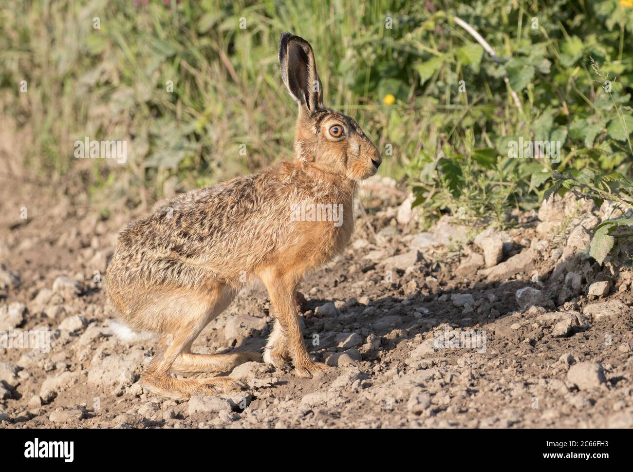 Brown hare at Haddockstones, Watergate Road, North Yorkshire Stock ...