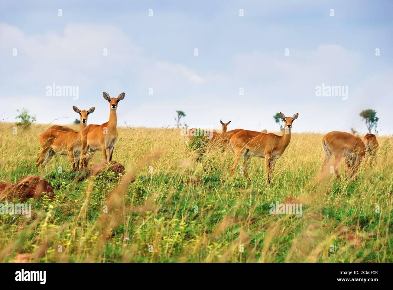 Race kob hi-res stock photography and images - Alamy