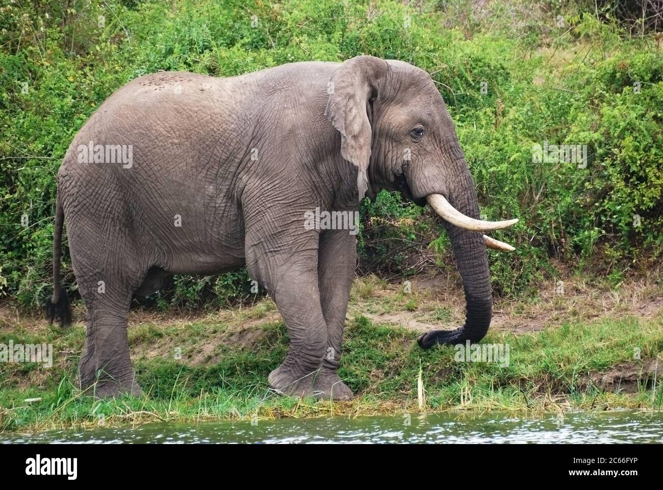 Adult African elephant on the White Nile river shore. Murchison falls ...