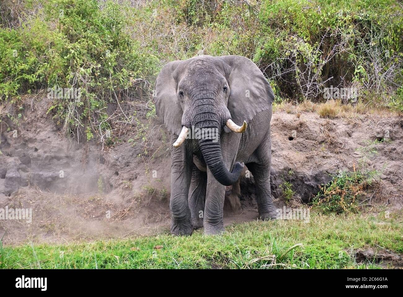 Adult African elephant on the White Nile river shore. Murchison falls ...