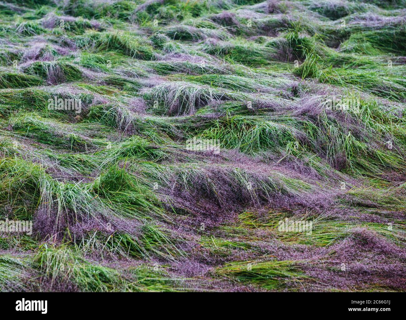 Green grassy park hi-res stock photography and images - Alamy
