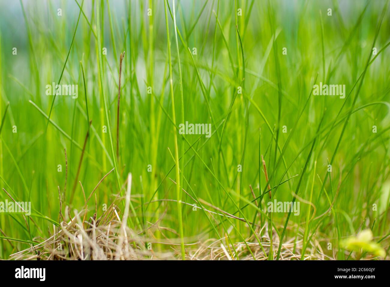 Fresh spring grass grown on the site of last year's old dried grass ...