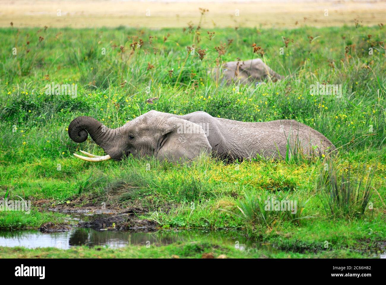 African elephant in the swamp in Amboseli national park, Kenya Stock ...