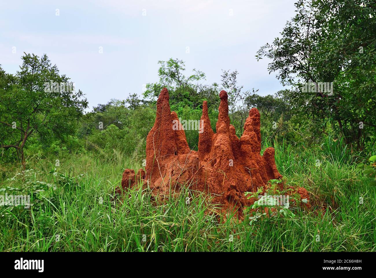 Termite building mound hi-res stock photography and images - Alamy