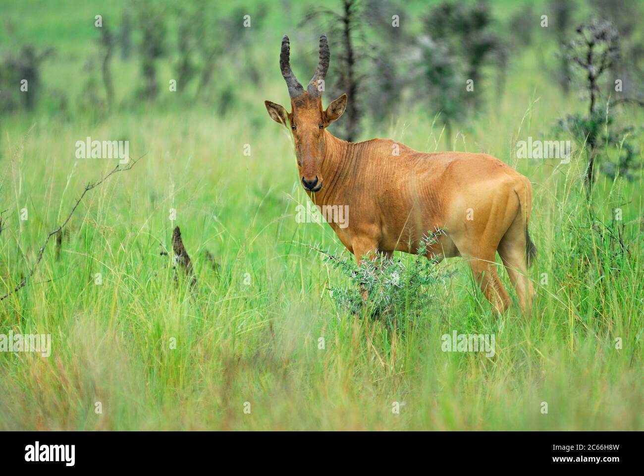 An antelope in Murchison Falls national park, Uganda Stock Photo - Alamy